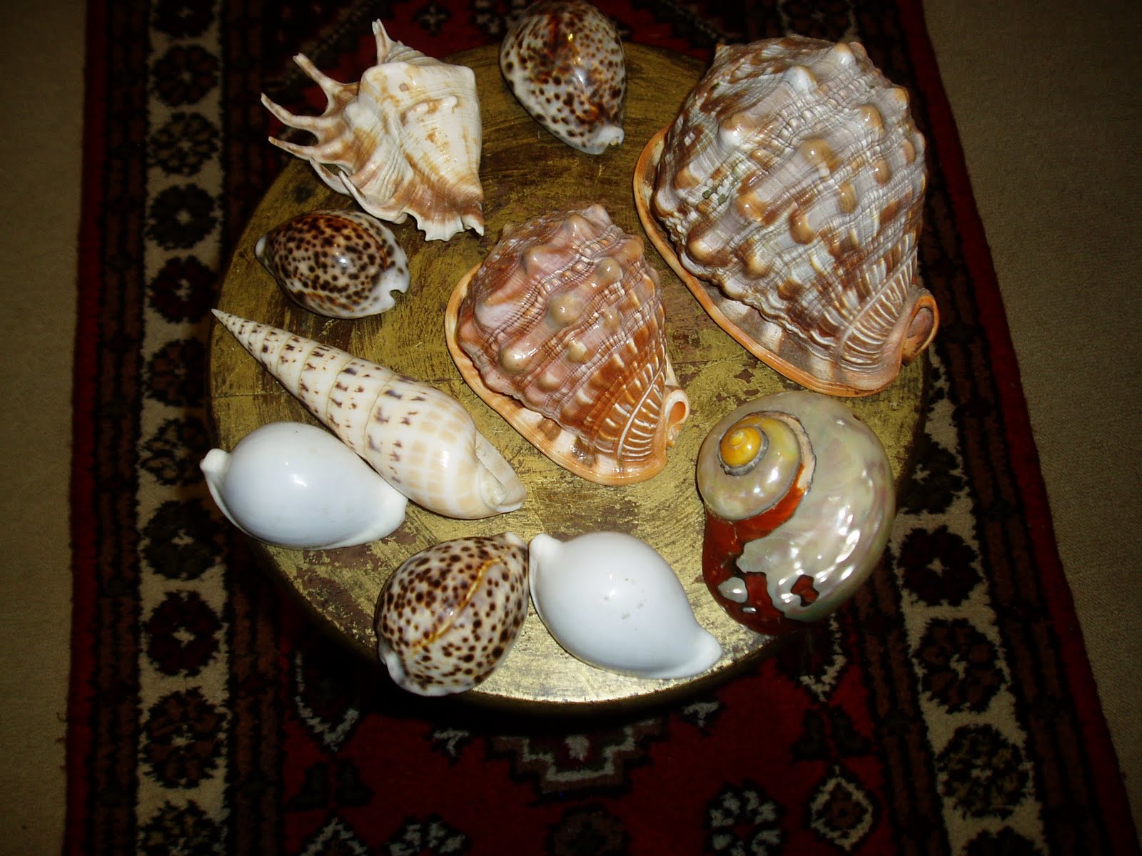 The House of Healing Mowbray Cape Town: Seashell Massage Therapy