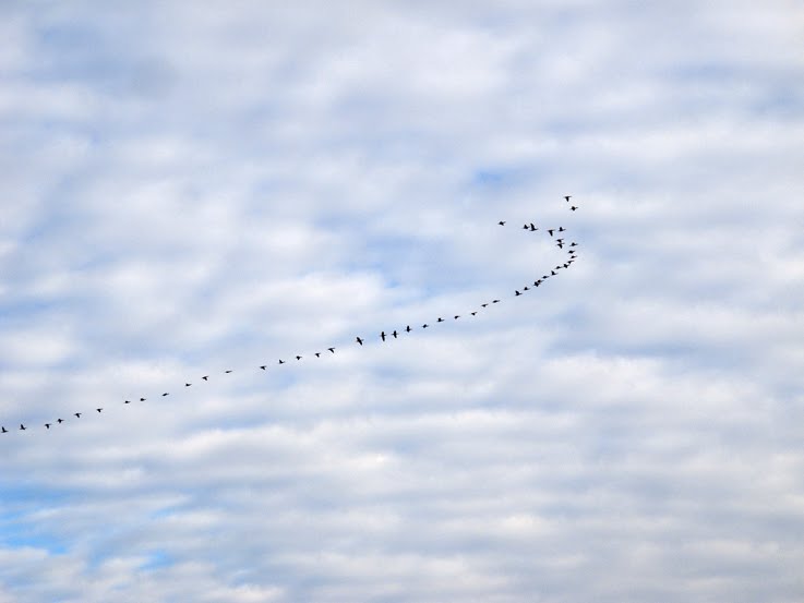 Harvey Benge: Auckland - Birds