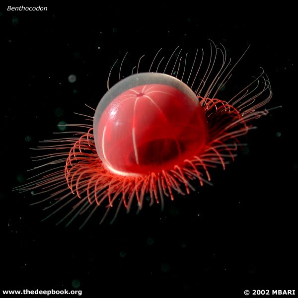 TheDarkCube: THE DEEP: LAS CRIATURAS EXTRAORDINARIAS DEL ABISMO