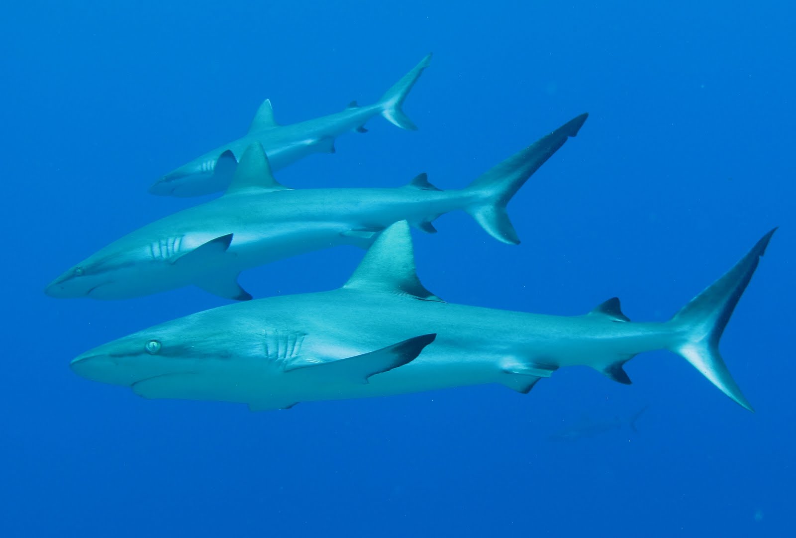 Cruising On SY Sooke: Palau Diving