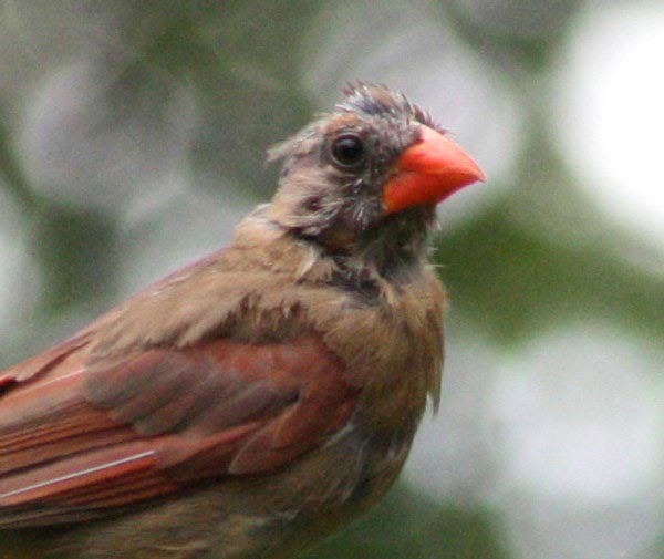 Female Cardinal Feather Loss