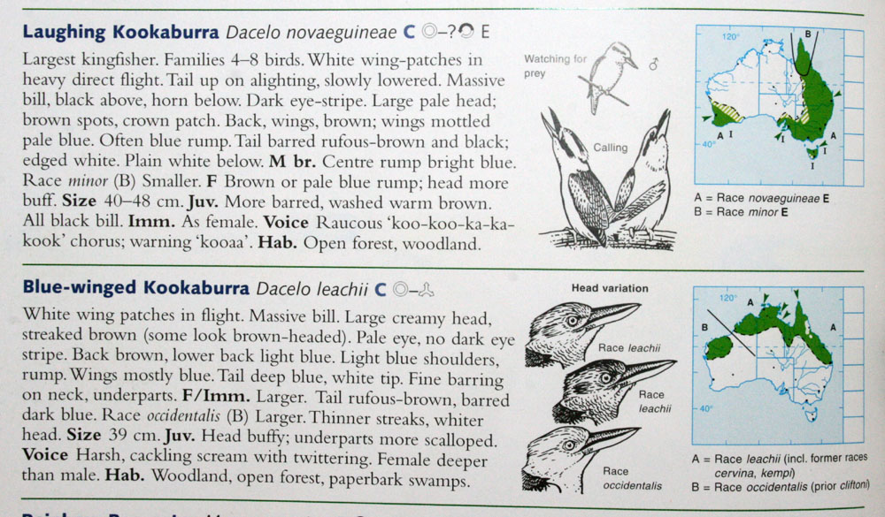 Vickie Henderson Art: Simpson & Day Field Guide to the Birds of ...