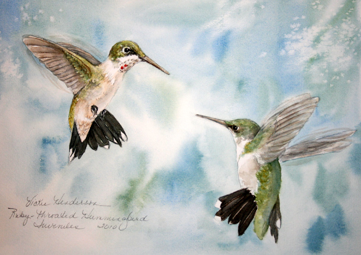 Vickie's Sketchbook: Ruby-throated Hummingbirds and Sea Turtles