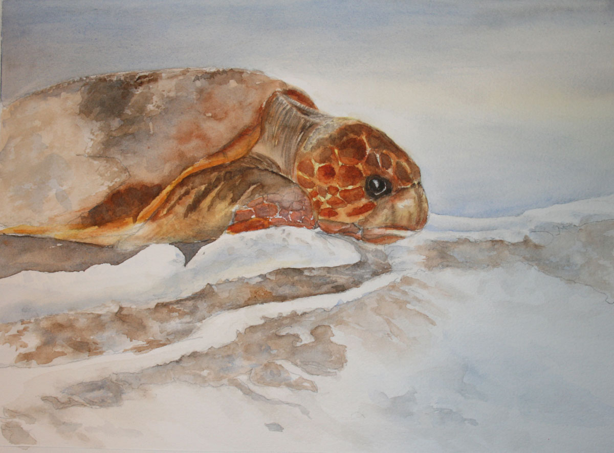 Vickie's Sketchbook: Painting a Loggerhead Sea Turtle--Part II