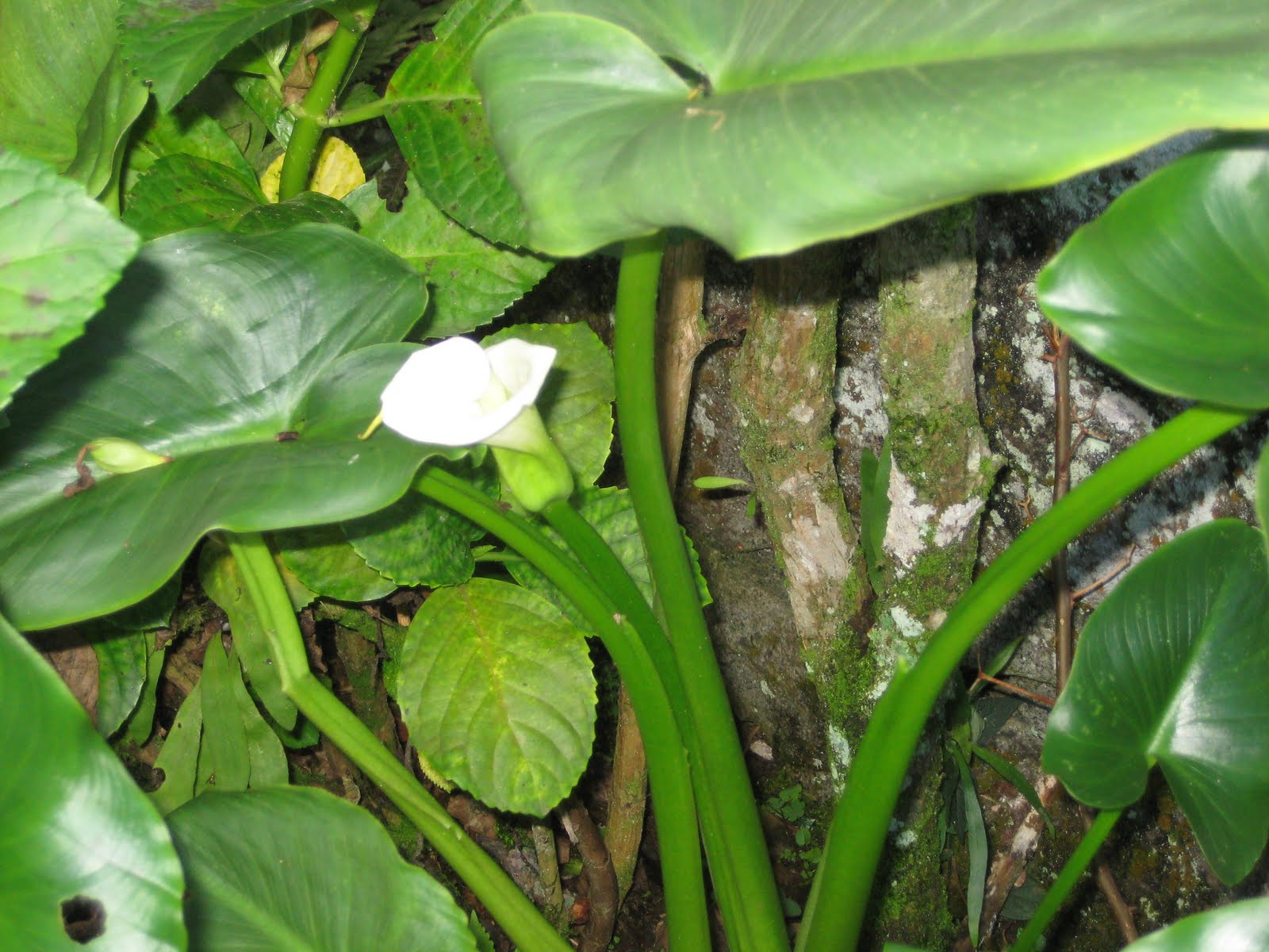 Proyecto de plantas ornamentales: Cartucho