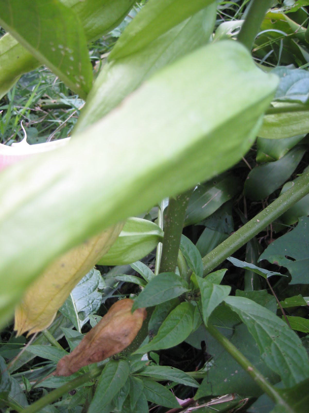 Proyecto de plantas ornamentales: Borrachero