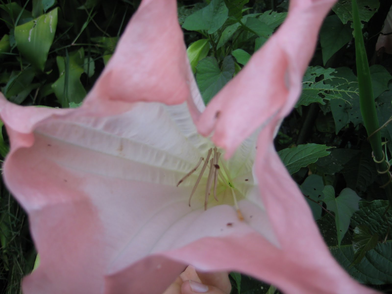 Proyecto de plantas ornamentales: Borrachero