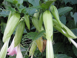 Proyecto de plantas ornamentales: Borrachero