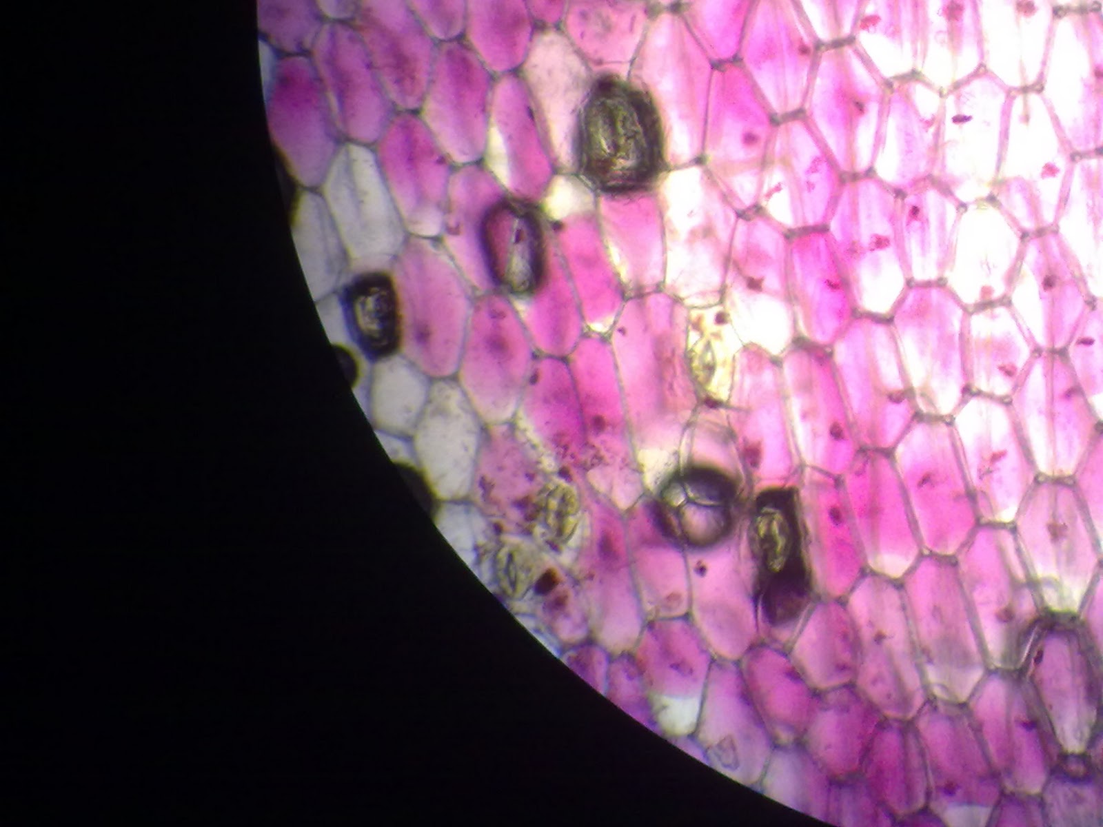 difusi&osmosis, plasmolisis dan tekanan turgor ~ Prapatan SPS