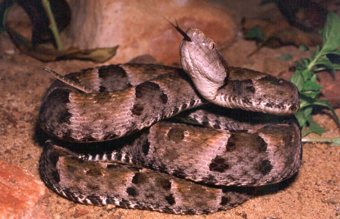 animais bolivia: repteis