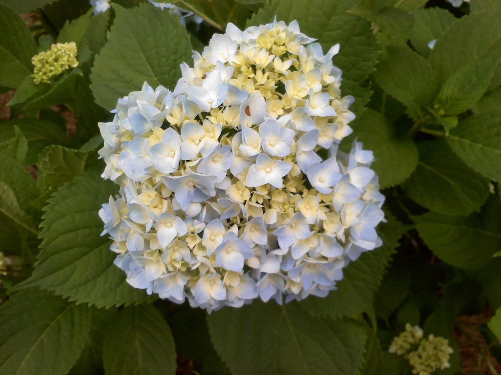 creative chaos photography and artsy fartsy stuff: Random Flower Photos