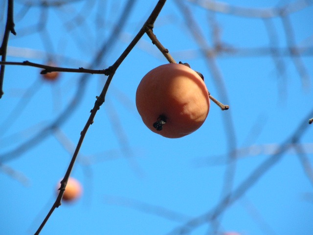 Divinebunbun's Rugged Rural Missouri: 2010