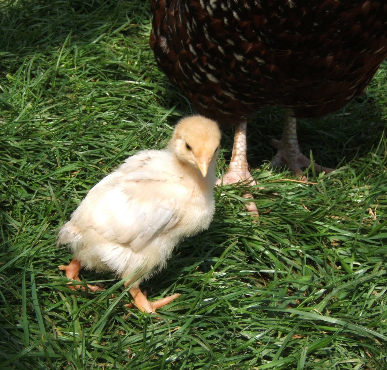 Bellecross Hens: Chicks - 3 weeks old