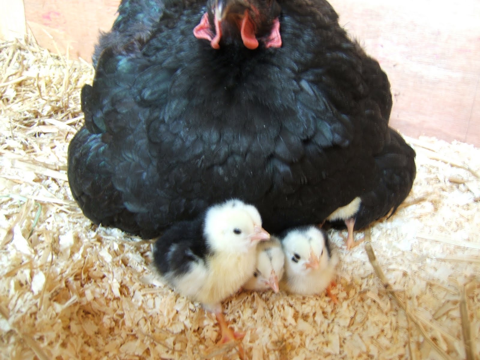 Bellecross Hens: Exchequer Leghorn chicks 1st photo
