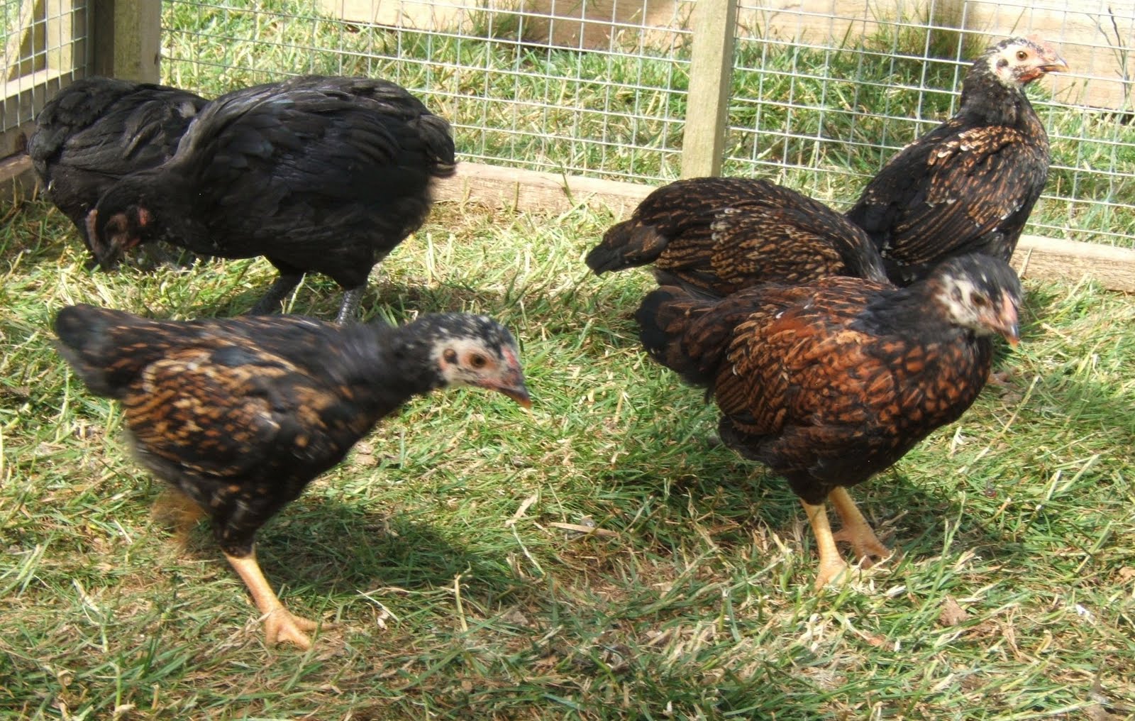 Bellecross Hens: Indian Game cross chicks 7- 8 weeks photos