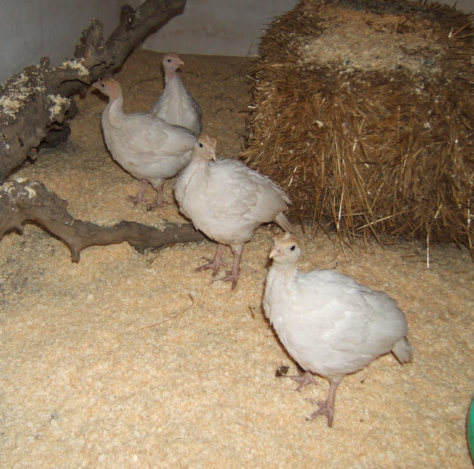 Bellecross Hens: Turkey Poults - 6 weeks