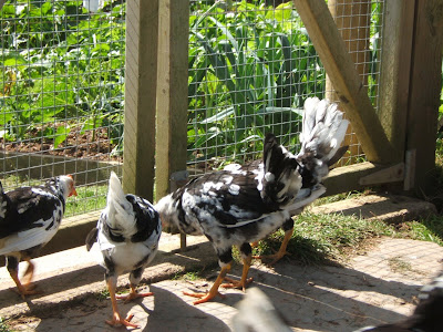 Bellecross Hens: Exchequer Leghorns - 12 weeks