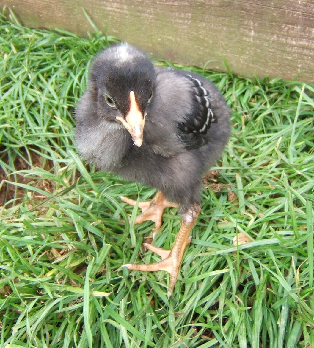 Bellecross Hens: Chicks 3 weeks old