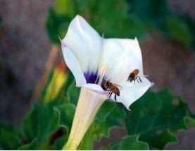 Asociación de Egresados de Ciencias del Mar: TOLOACHE