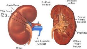 Sistema Excretor - NH²: A estrutura do nefron