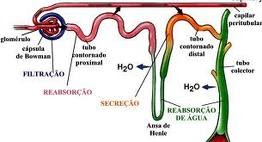Sistema Excretor - NH²: A estrutura do nefron