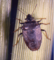 Soophagarn: แมลงหล่า (rice black bug หรือ Malayan black bug)