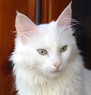 gatos: angora turco
