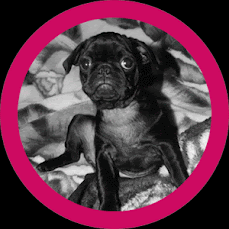 The Pug And I: Swollen Face = Heart Attack for Pug Mom