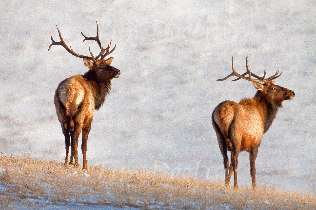 Tim Doolin Photography: Lots of Bull!