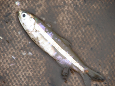Bayou Lady: Transparent Minnows, Glass Fish and Anchovies!