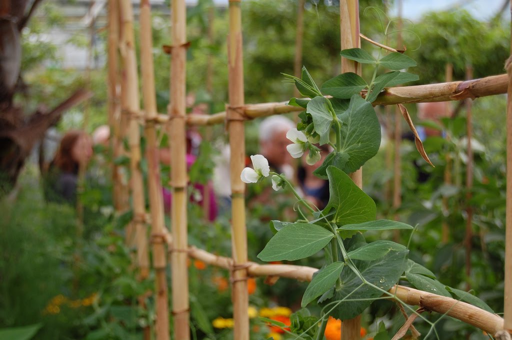 Ewa in the Garden: 15 ideas of DIY pea trellis