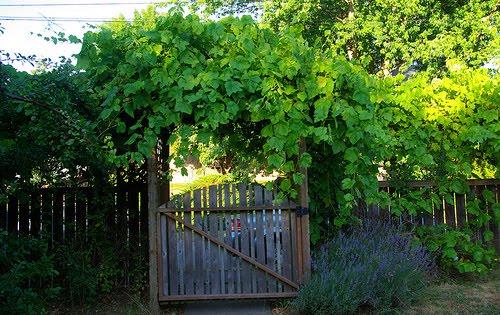 Ewa in the Garden: 13 Beautiful Examples of Wine Grape Growing