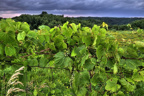 Ewa in the Garden: 13 Beautiful Examples of Wine Grape Growing