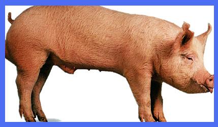 ZOOTECNISTAS PUROS: Cruces interesantes en cerdos