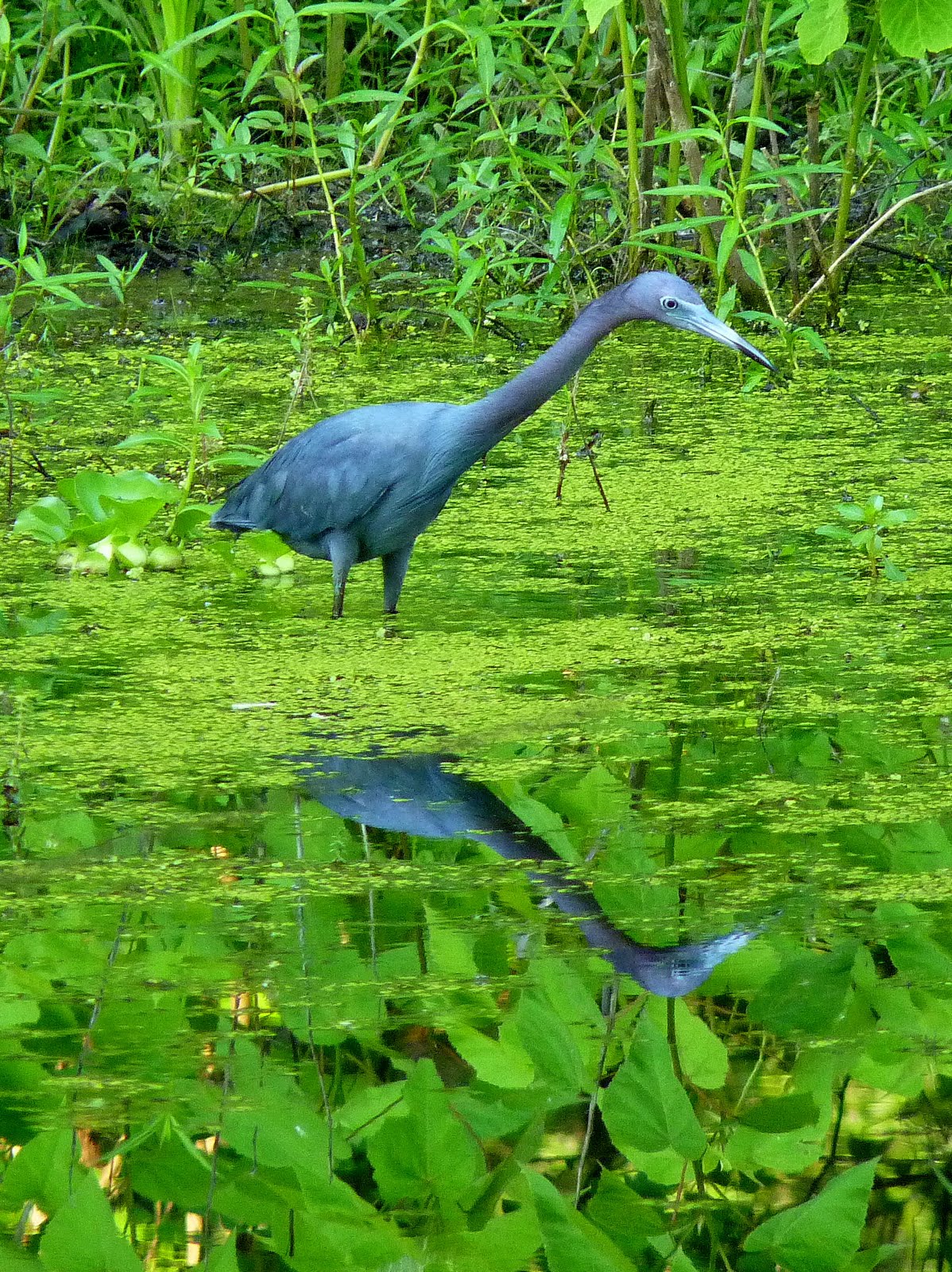 See Jane Bird. Bird, Jane, Bird.: Swamp Song