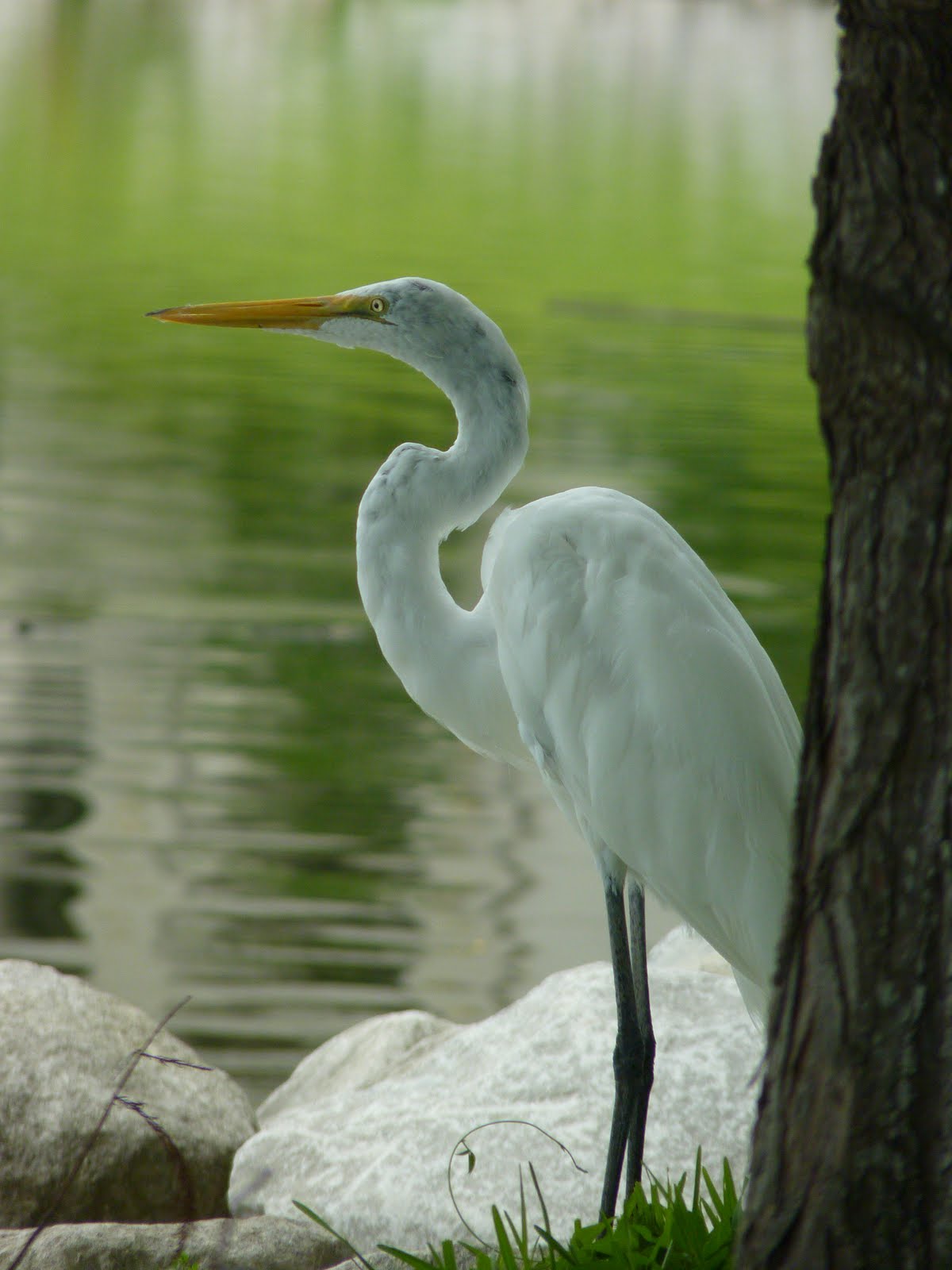 See Jane Bird. Bird, Jane, Bird.: Egrets, I have a few