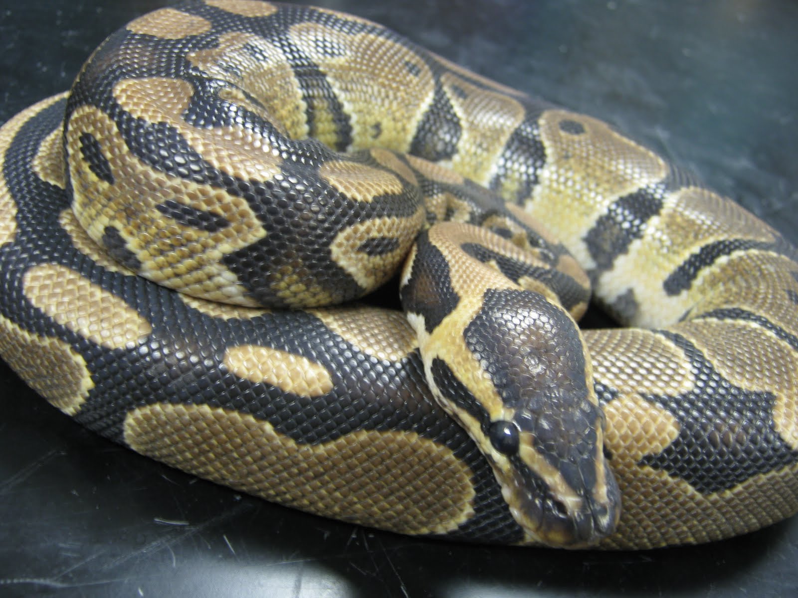Ball Python: Ball Python (Python regius)