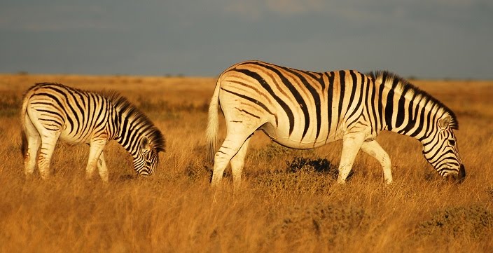 A Leap Into The Dark: Zebra