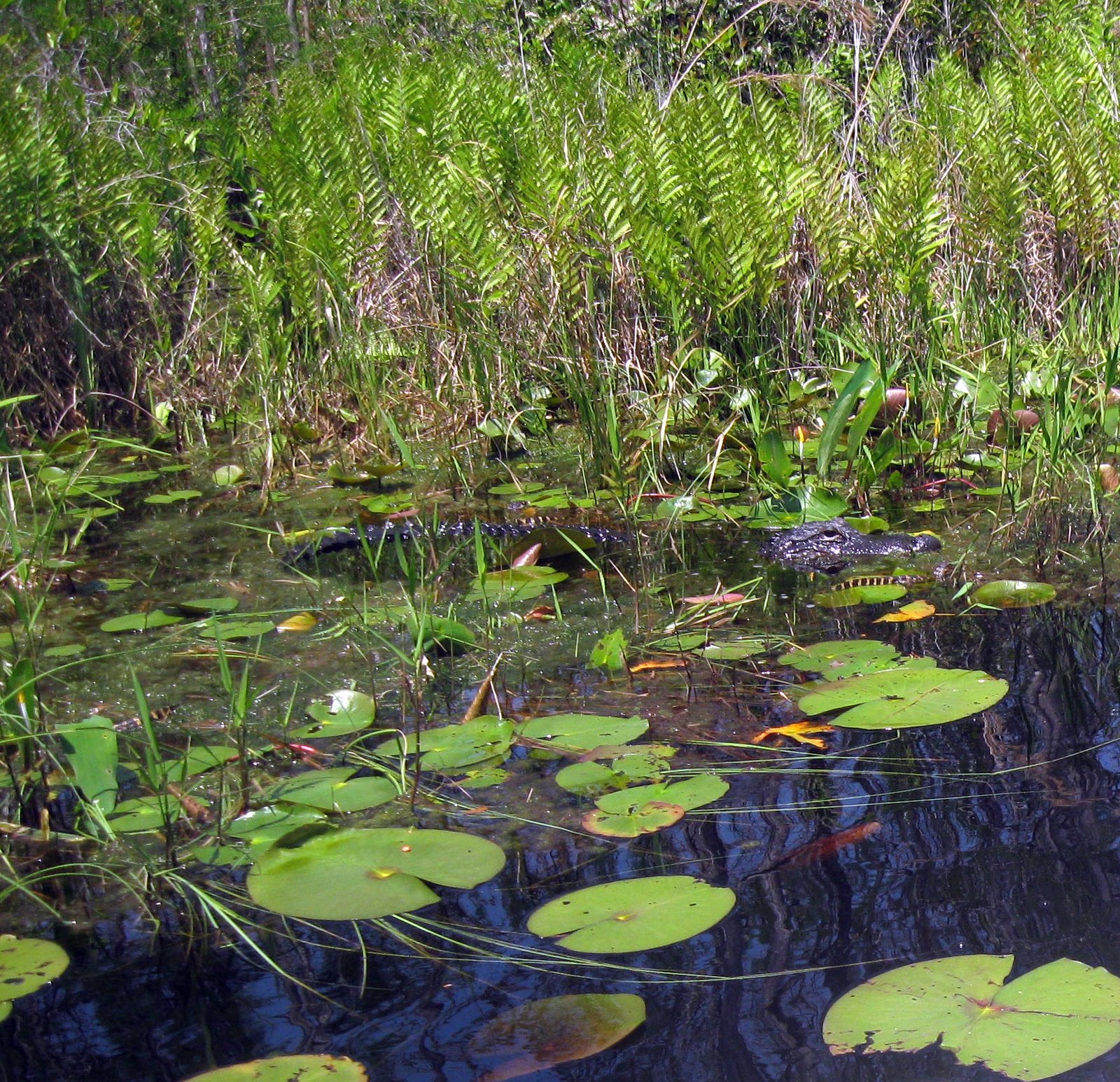 On the road again with the Bealls: Okefenokee Swamp