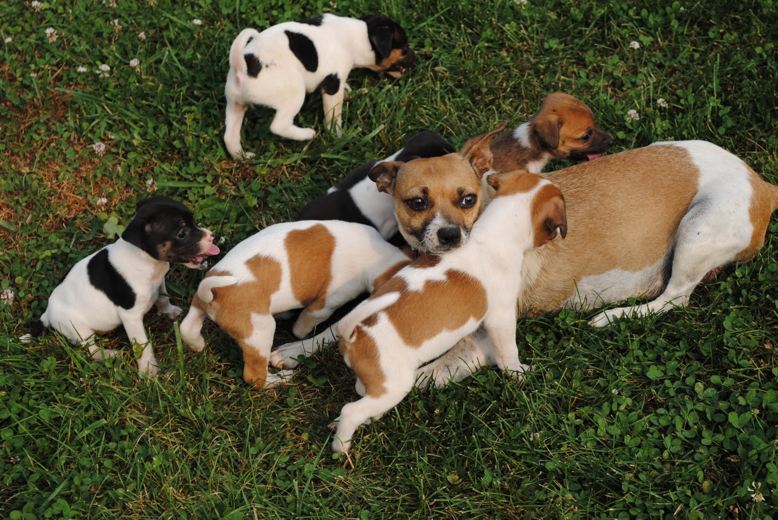 sunny morning farm: Mountain Feist puppies!