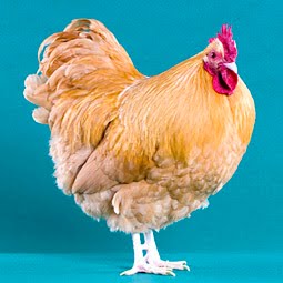 Peterson's Peeps: Choosing Breeds