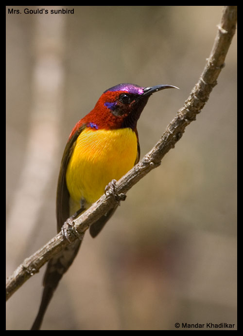 Indian Birds Photography: (delhibirdpix) Mrs. Gould's Sunbird