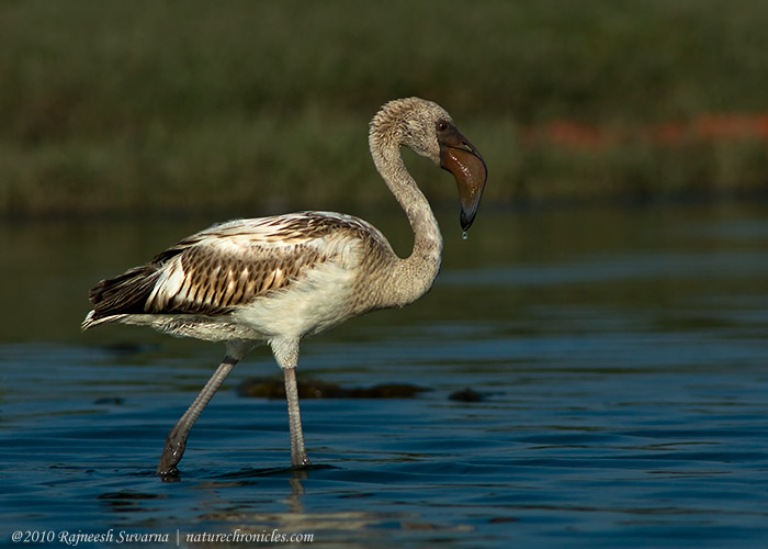 Indian Birds Photography: [BirdPhotoIndia] Lesser Flamingo Juvenile