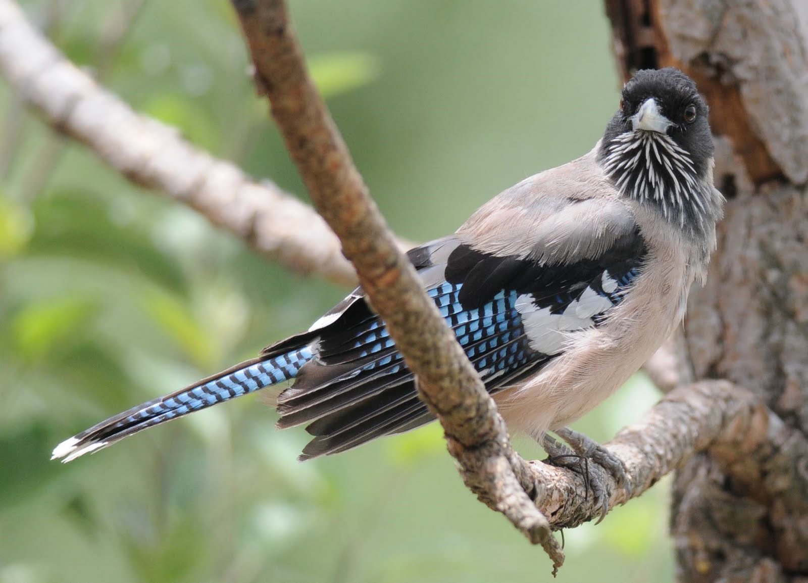 Indian Birds Photography: (delhibirdpix) Black-headed Jay (Garrulus ...