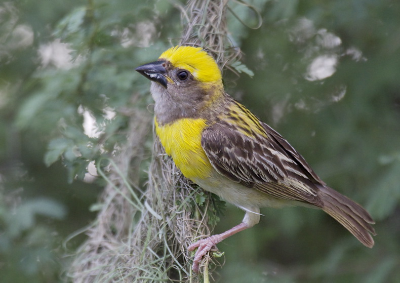 Indian Birds Photography: (delhibirdpix) Baya Weaver - Breeding Male