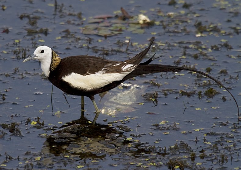 Indian Birds Photography: (delhibirdpix) Pheasent Tailed Jacana