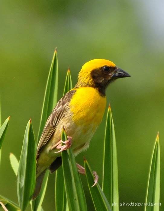Indian Birds Photography: [BirdPhotoIndia] Baya Weaver