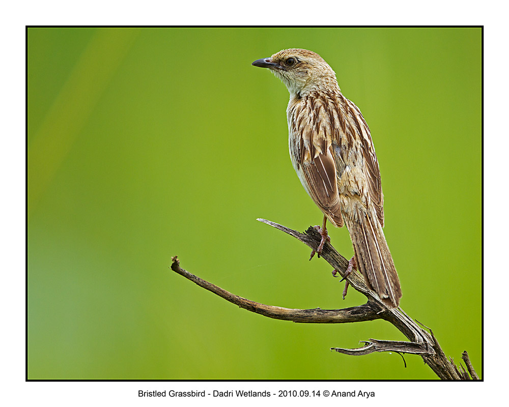 Indian Birds Photography: (delhibirdpix) The Scarce Summer Visitor ...