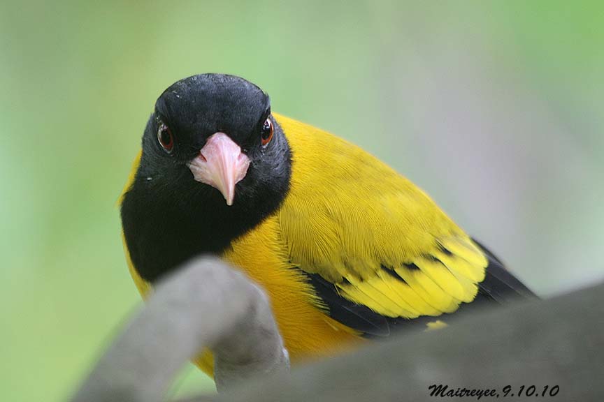 Indian Birds Photography: [BirdPhotoIndia] Bene-bou