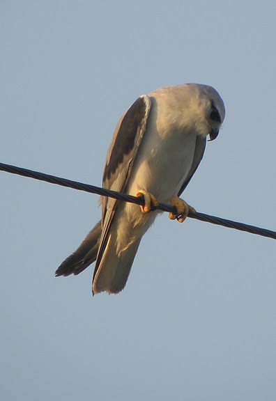 Indian Birds Photography: [BirdPhotoIndia] Indian Hawk